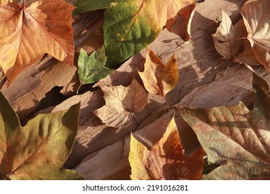 22,224 Leaf Litter Images, Stock Photos & Vectors | Shutterstock