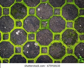 58,209 Moss floor Images, Stock Photos & Vectors | Shutterstock