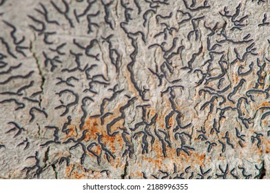 251 Lycan Stock Photos, Images & Photography | Shutterstock