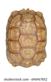 Giant Tortoise Shell Texture Turtle Carapace Stock Photo (Edit Now ...