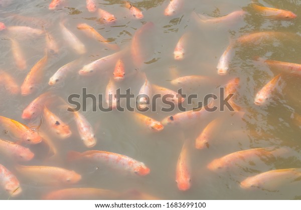 Pattern Red Tilapia Fish Stock Photo 1683699100 | Shutterstock