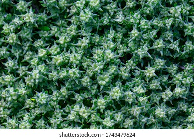 99,542 Colorful ground cover Images, Stock Photos & Vectors | Shutterstock