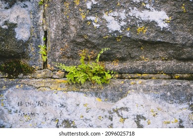 2,975 Old clump Images, Stock Photos & Vectors | Shutterstock