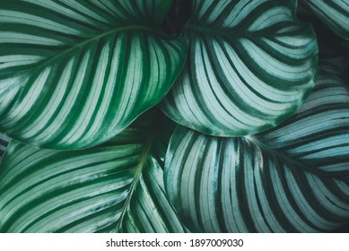 Top View Pattern Leaf Layers Calathea Stock Photo 1803248893 | Shutterstock