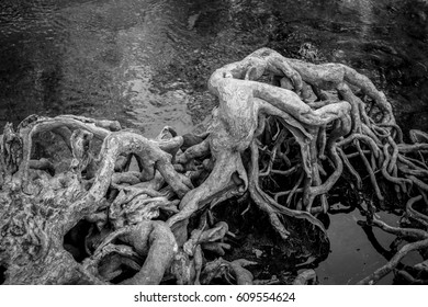 Pattern Tree Root Black White Tone Stock Photo 609554624 | Shutterstock