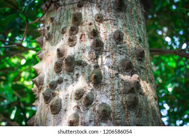 7 Bombax malabaricum dc Images, Stock Photos & Vectors | Shutterstock