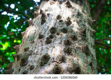 26 Bombax malabaricum Images, Stock Photos & Vectors | Shutterstock