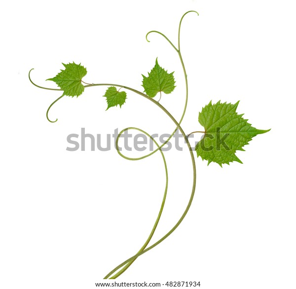 Pattern Vine Leaves Stock Photo 482871934 | Shutterstock