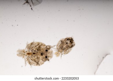 Raillietina Echinobothrida Parasitic Tapeworm Belonging Class Stock ...