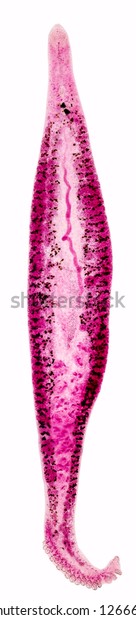 Patterns Backgrounds Parasitic Study Parasitic Anatomical Stock Photo ...