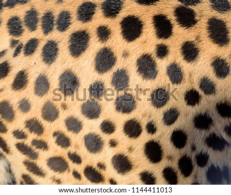 Patterns Cheetah Spots Stock Photo (Edit Now) 1144411013 - Shutterstock