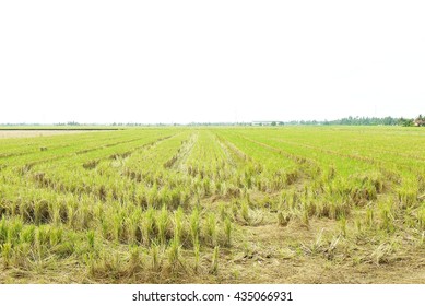 Patterns Paddy Field Stock Photo 435066931 | Shutterstock