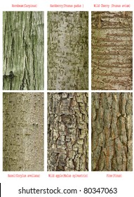 Patterns Set Wild Forest Trees Trunk Stock Photo (Edit Now) 80347063