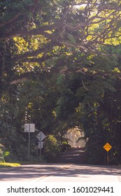 Paved Road Going Through Tree Tunnel Stock Photo 1601029441 | Shutterstock