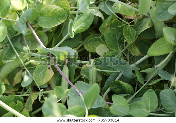 Pea Bush Stock Photo 735983014 | Shutterstock