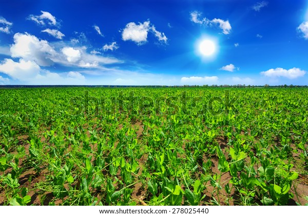 Pea Field Stock Photo 278025440 | Shutterstock