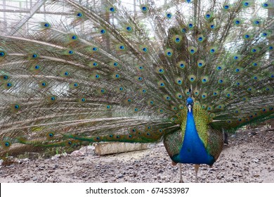 Pikok Images, Stock Photos & Vectors | Shutterstock