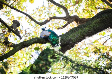 Peacock Roosting Tree Stock Photo 1229647069 | Shutterstock