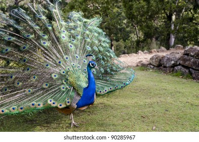 Peacock Side View Stock Photo 90285967 | Shutterstock