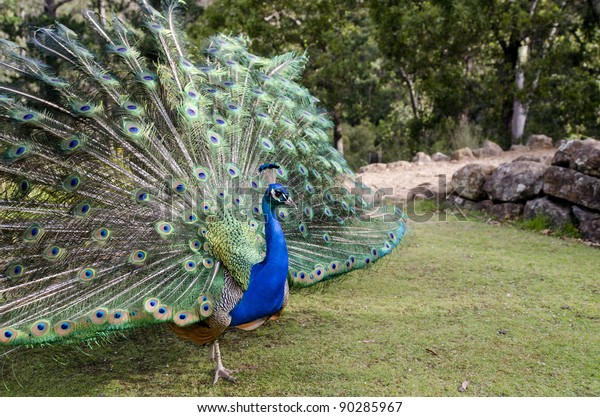 Peacock Side View Stock Photo 90285967 | Shutterstock