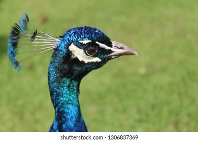 Peacocks Face Side View Stock Photo 1306837369 | Shutterstock