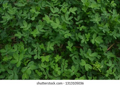 Peanut Plants Texture Peanut Fields Background Stock Photo 1313105036 ...