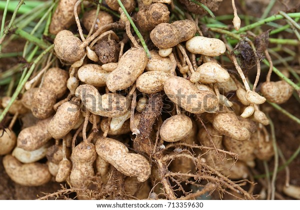 Peanut Root Stock Photo (Edit Now) 713359630