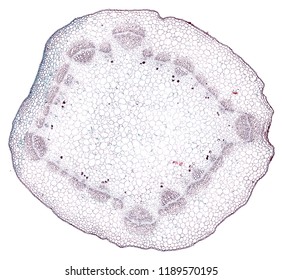 Peanut Stem Cross Section Cut Under Stock Photo 1189570195 | Shutterstock