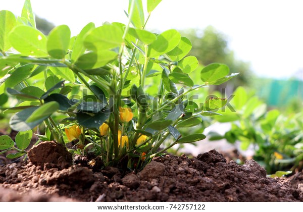 Peanut Tree Stock Photo (Edit Now) 742757122