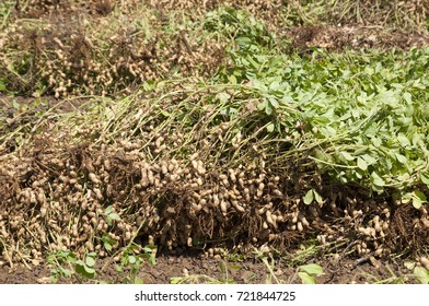 Peanuts Field Stock Photo 721844725 | Shutterstock