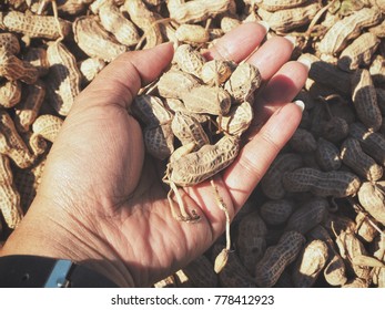 Peanuts Hand Stock Photo 778412923 | Shutterstock