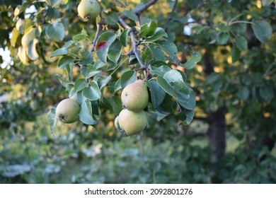 1,666 Sunset pear tree Images, Stock Photos & Vectors | Shutterstock