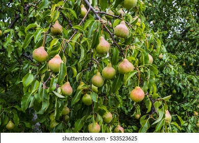 Pear Tree Pears Stock Photo 533523625 | Shutterstock
