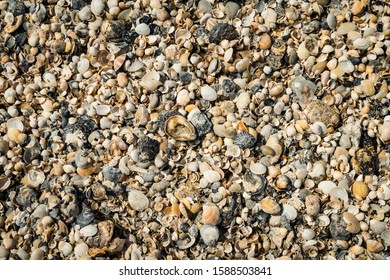 Pebbles Shells On Beach Stock Photo 1588503841 | Shutterstock
