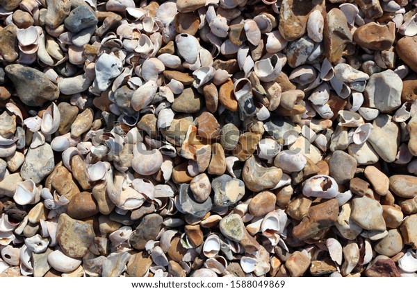 Pebbles Shells On Shingle Beach Stock Photo 1588049869 | Shutterstock