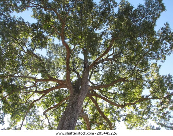 Tapa de árbol pecano