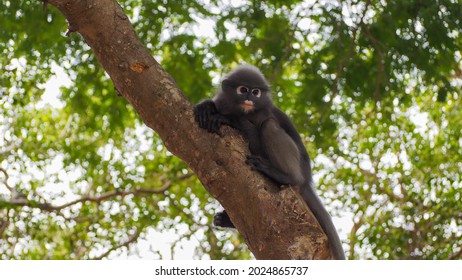 1,526 Trachypithecus obscurus Images, Stock Photos & Vectors | Shutterstock