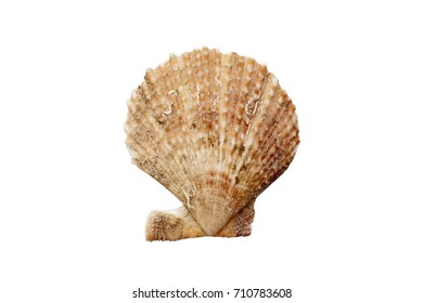 Pectinid Images, Stock Photos & Vectors | Shutterstock