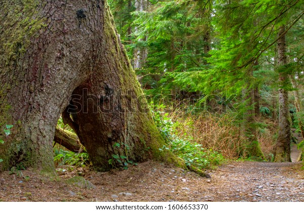 Pedestrian Pathway Near Large Split Trunk Stock Photo 1606653370 ...