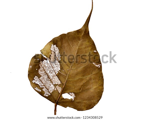 Peepal Tree Leaves Leaf Texture Stock Photo 1234308529 | Shutterstock