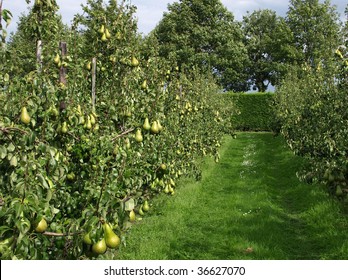 899 Peer fruit Images, Stock Photos & Vectors | Shutterstock
