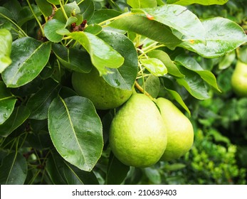 899 Peer fruit Images, Stock Photos & Vectors | Shutterstock