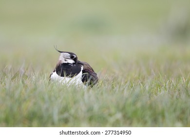 90 Kievit bird Images, Stock Photos & Vectors | Shutterstock