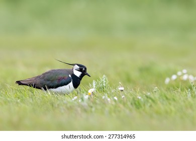 90 Kievit bird Images, Stock Photos & Vectors | Shutterstock
