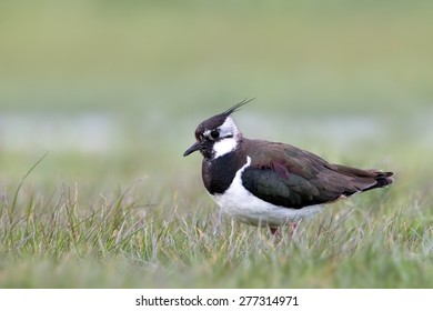 90 Kievit bird Images, Stock Photos & Vectors | Shutterstock