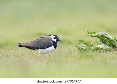 90 Kievit bird Images, Stock Photos & Vectors | Shutterstock