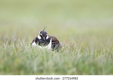 90 Kievit bird Images, Stock Photos & Vectors | Shutterstock