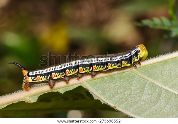 Pellucid Hawk Moth Cephonodes Hylas Linnaeus Stock Photo 273698552 ...