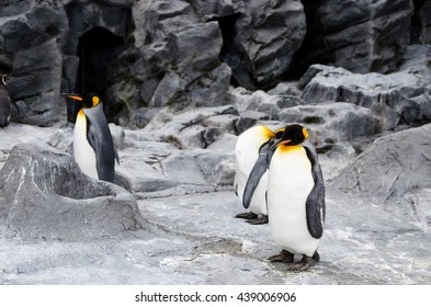 186 Singing penguin Stock Photos, Images & Photography | Shutterstock