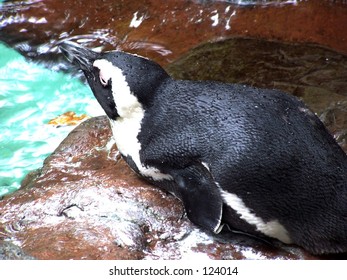 Penguin Lying Down Stock Photo 124014 | Shutterstock